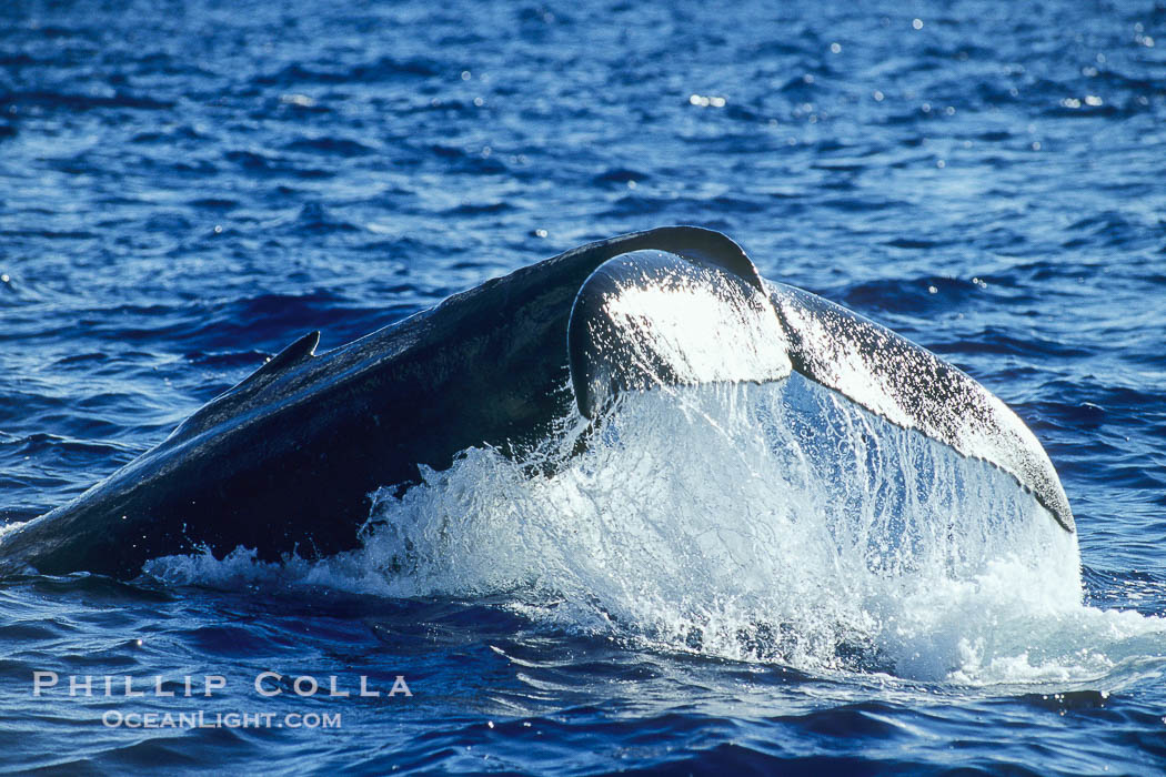 North Pacific humpback whale, peduncle throw, Megaptera novaeangliae ...