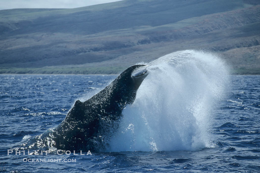 Humpback whale performing a peduncle throw, Megaptera novaeangliae ...