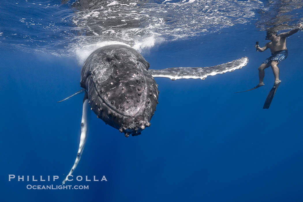 Humpback Whale Underwater in French Polynesia, Megaptera novaeangliae ...