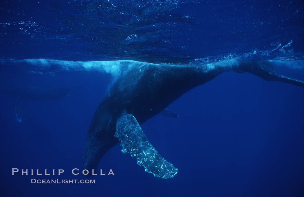 Humpback whale (male), diving, Megaptera novaeangliae, Maui, Hawaii