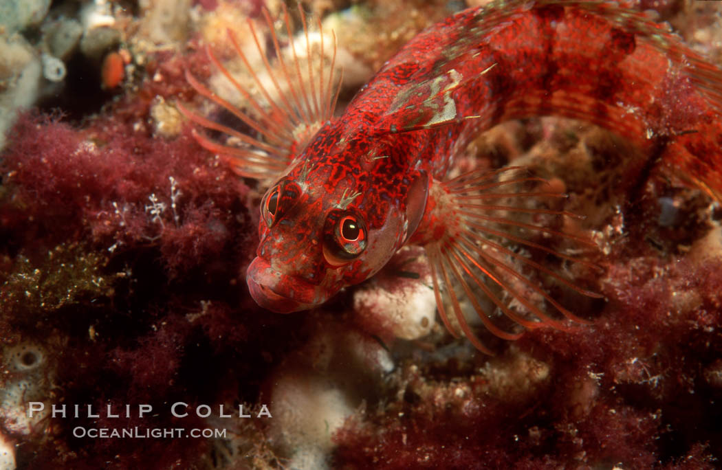 Island kelpfish, Coronado Islands, Alloclinus holderi, Coronado Islands ...