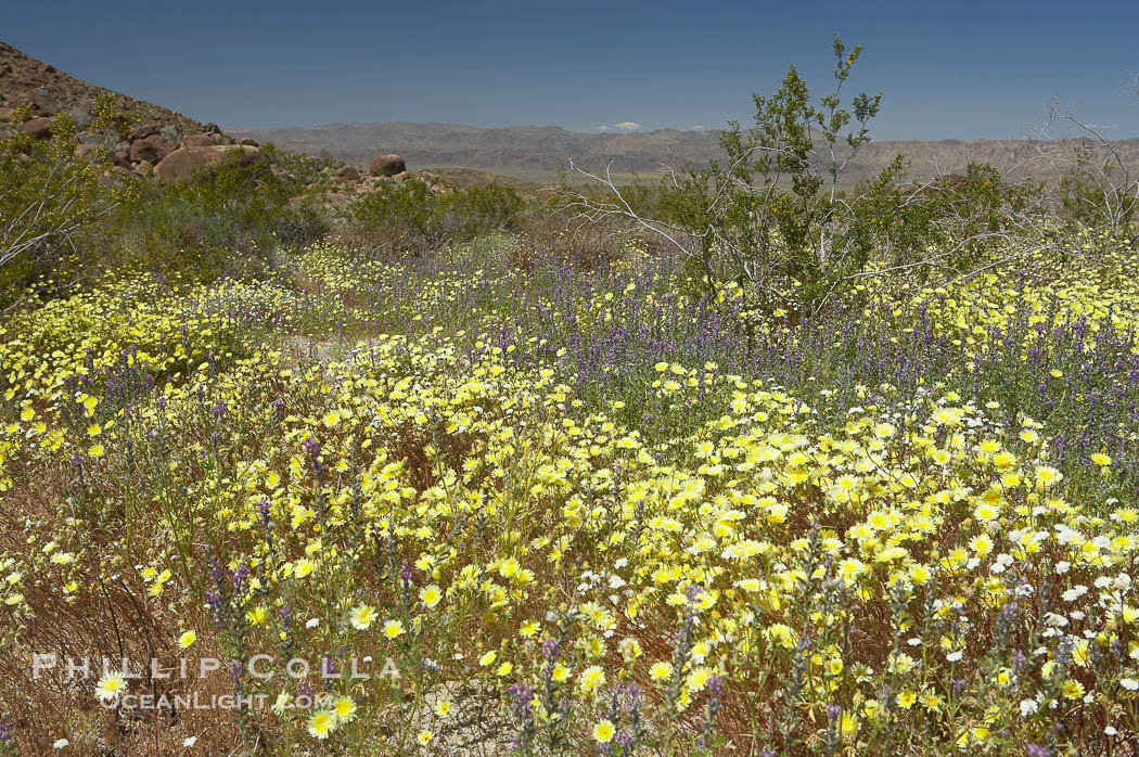 Joshua Tree National Park Photos, Stock Photography of Joshua Tree ...