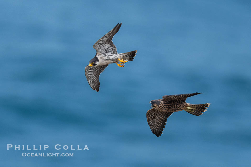 Juvenile Peregrin Falcons in flight over the Pacific Ocean, Falco ...