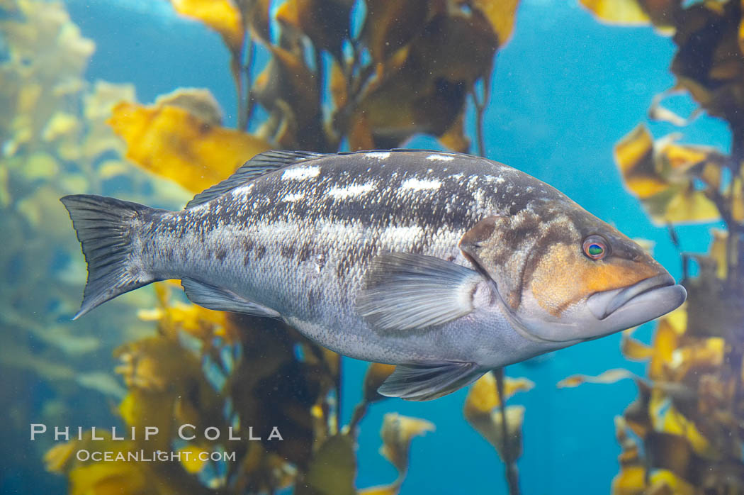 Kelp bass (calico bass) hovering amidst kelp fronds, Paralabrax ...