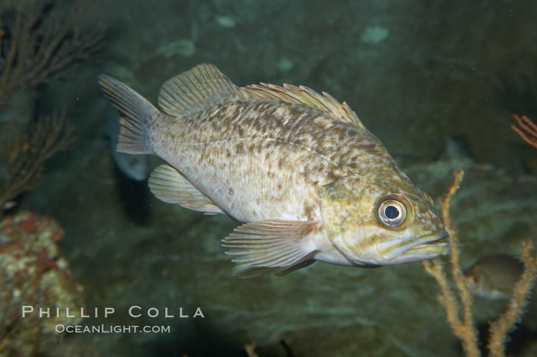 Kelp rockfish, Sebastes atrovirens, #11867