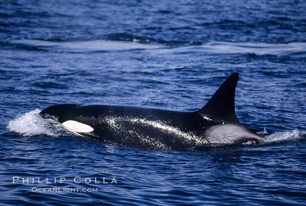 Killer whale (orca), Orcinus orca, Frederick Sound, Alaska, #04402