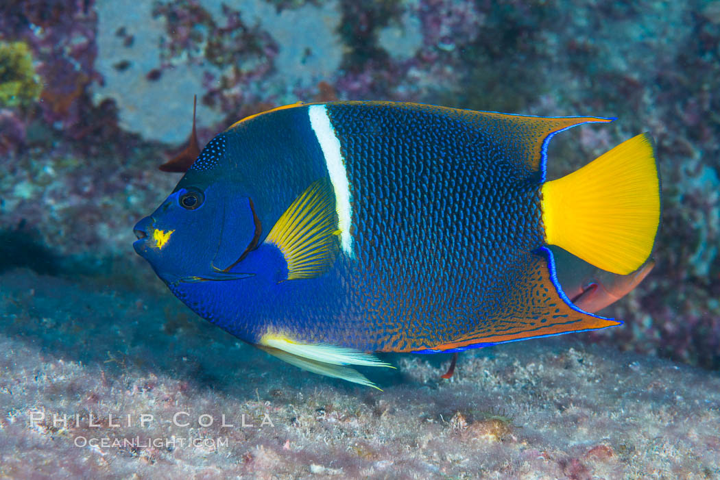 King Angelfish, Sea of Cortez, Baja California, Holacanthus passer ...