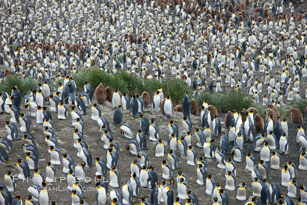 King penguin colony, Aptenodytes patagonicus photo, Salisbury Plain ...