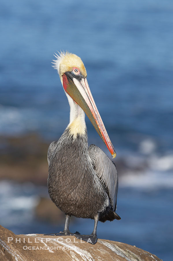 Brown pelican, Pelecanus occidentalis, La Jolla, California, #20203