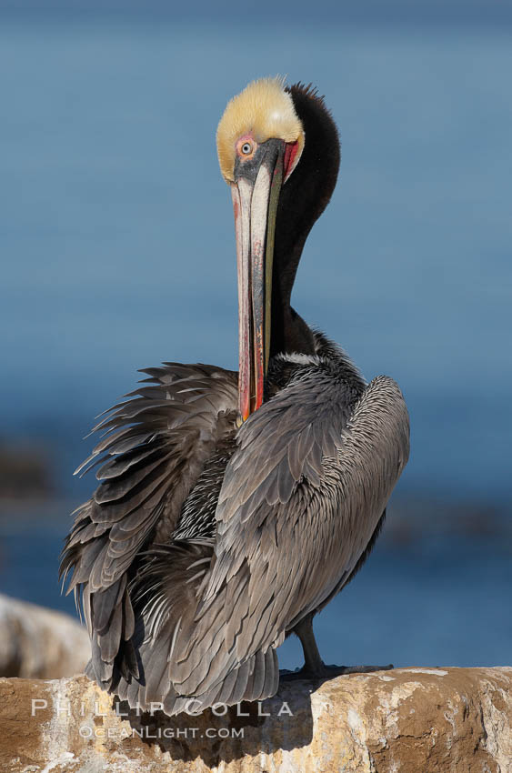 Brown pelican, Pelecanus occidentalis, La Jolla, California, #18210