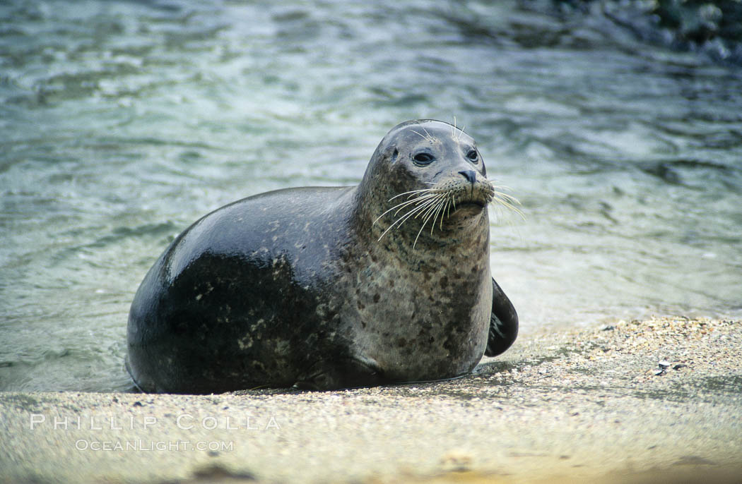 A Pacific harbor seal hauls out on a sandy beach, Phoca vitulina ...