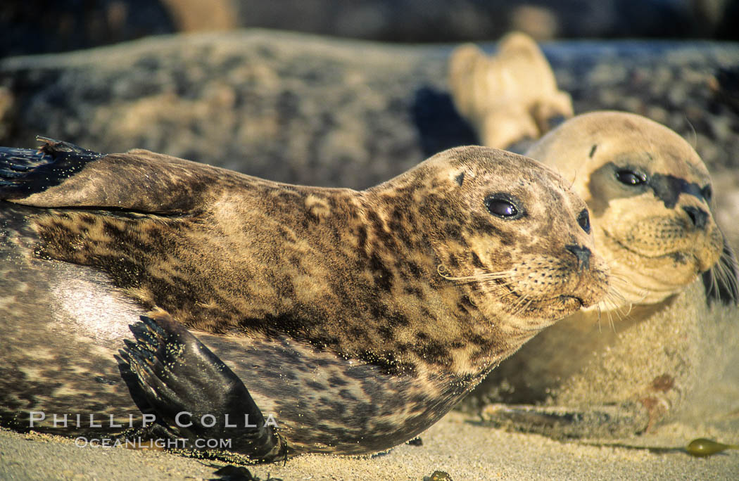 Pacific harbor seal, Phoca vitulina richardsi, La Jolla, California