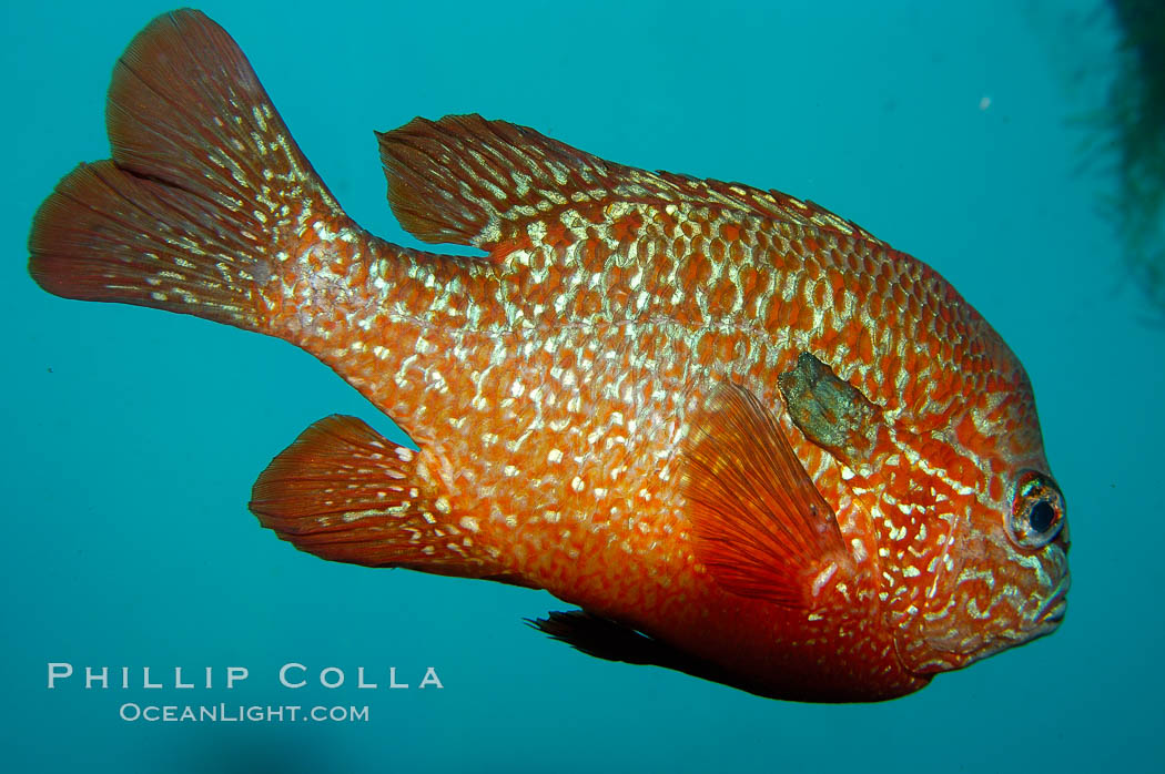 Longear sunfish, Lepomis megalotis, #09804