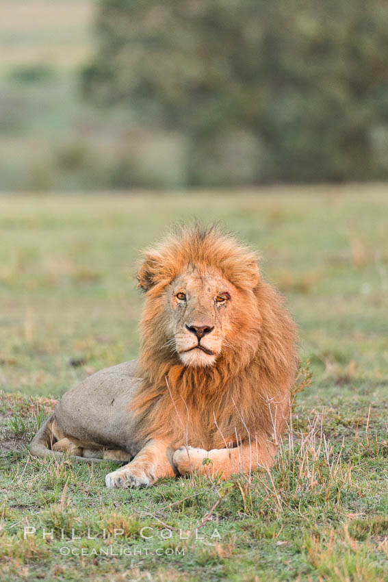 Lion, adult male, Olare Orok Conservancy, Kenya, Panthera leo