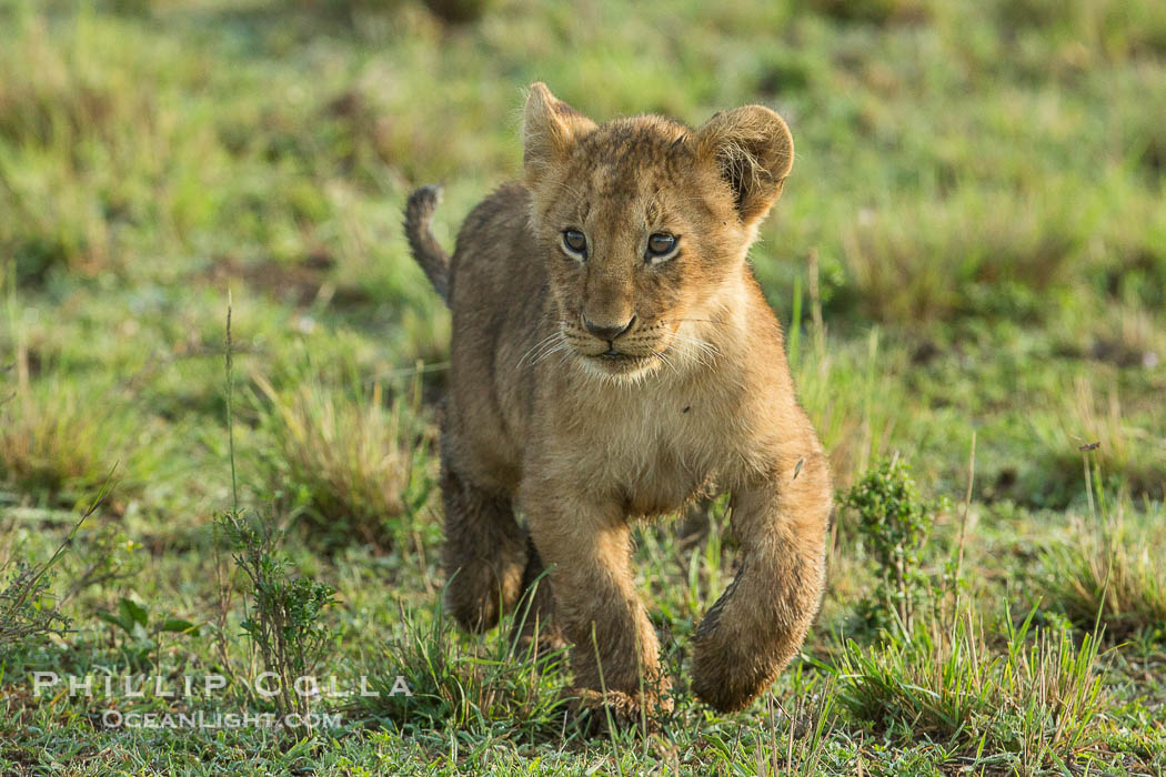 Lion cub, Maasai Mara National Reserve, Kenya, Panthera leo, #29948