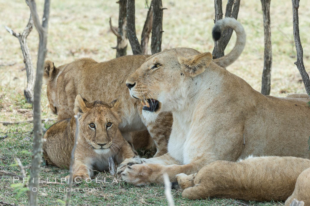 Lions resting in shade during midday heat, Panthera leo, Olare Orok ...
