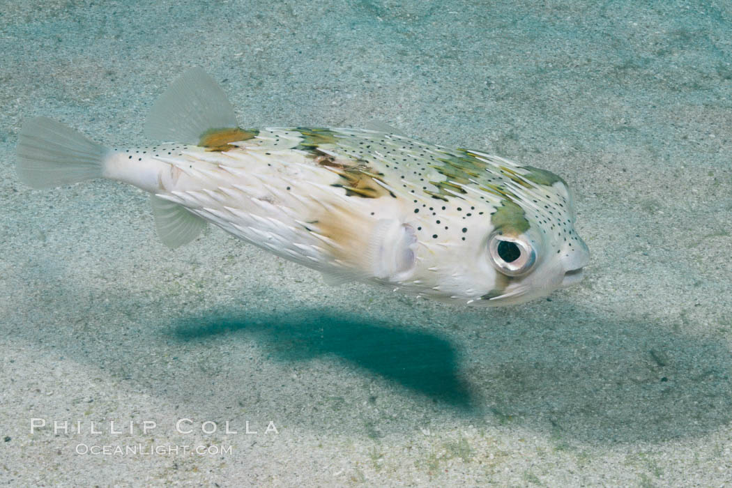 Long-spine porcupine fish, Diodon holocanthus, Sea of Cortez, Baja ...