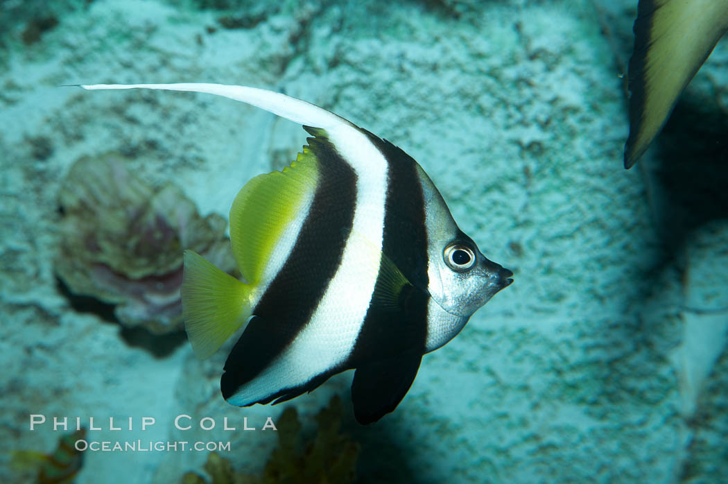 Longfin pennantfish, Heniochus acuminatus, #11802