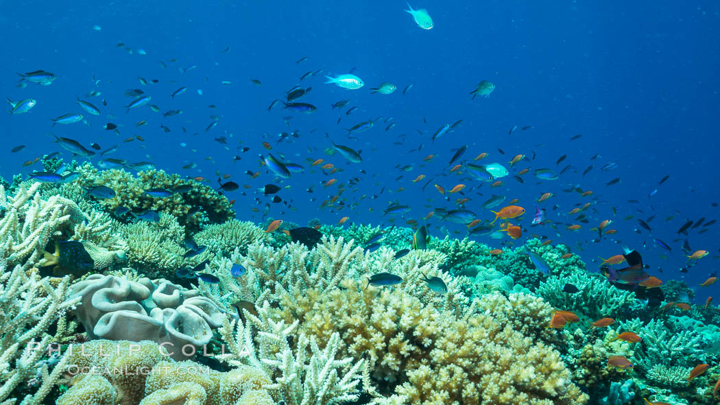 Lyretail Anthias Schooling over South Pacific Coral Reef, Pseudanthias, Wakaya Island, Lomaiviti ...