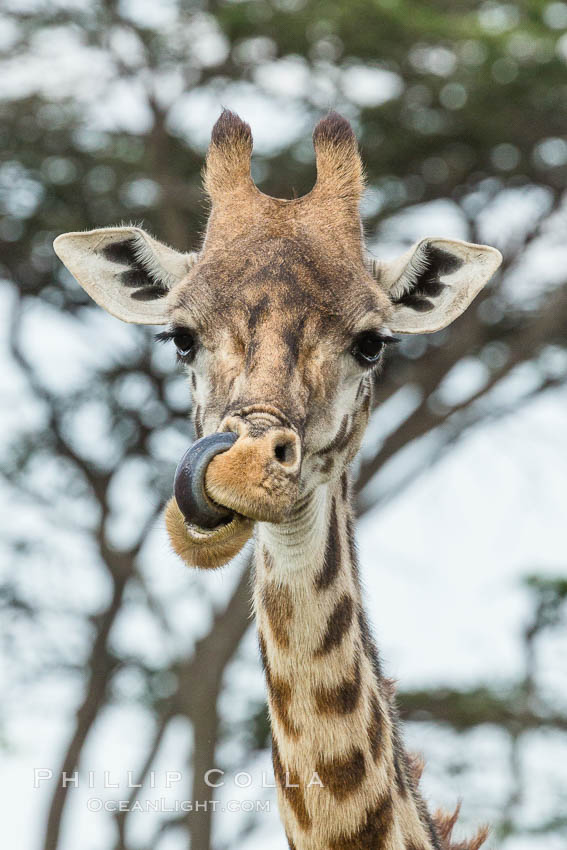 Maasai Giraffe, Olare Orok Conservancy, Giraffa camelopardalis ...
