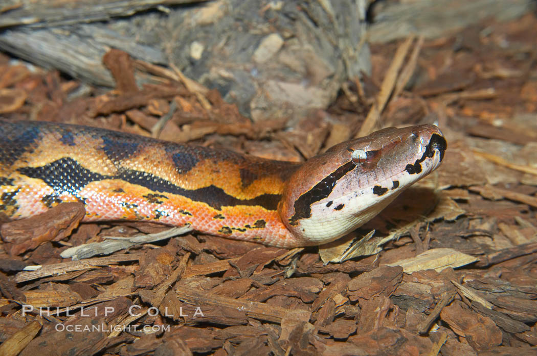 Malagasy ground boa, Acrantophis madagascariensis, #12595