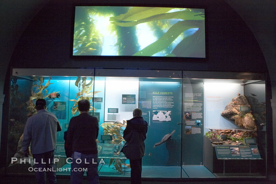 Marine Life display, American Museum of Natural History, New York City