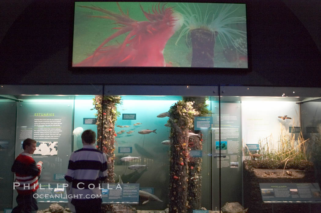 Marine Life display, American Museum of Natural History, New York City