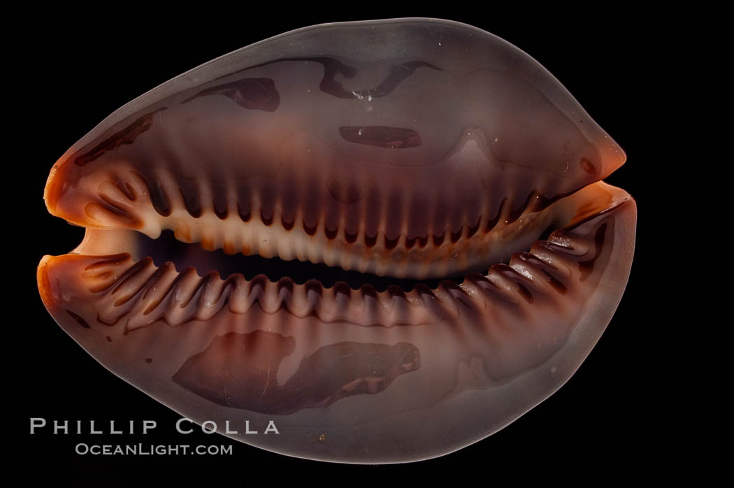 Mauritius Island Cowrie, Cypraea mauritiana, #08298