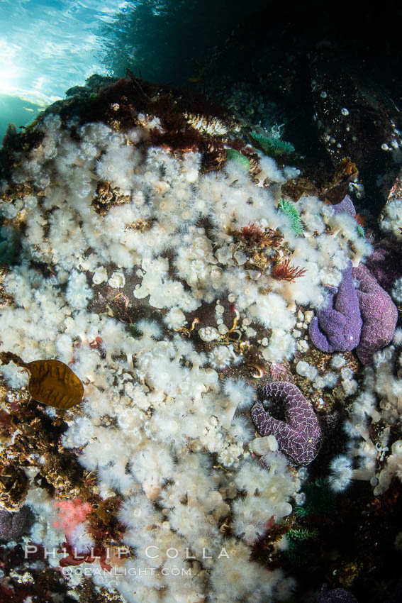 Metridium anemones and invertebrate reef life, Metridium senile ...