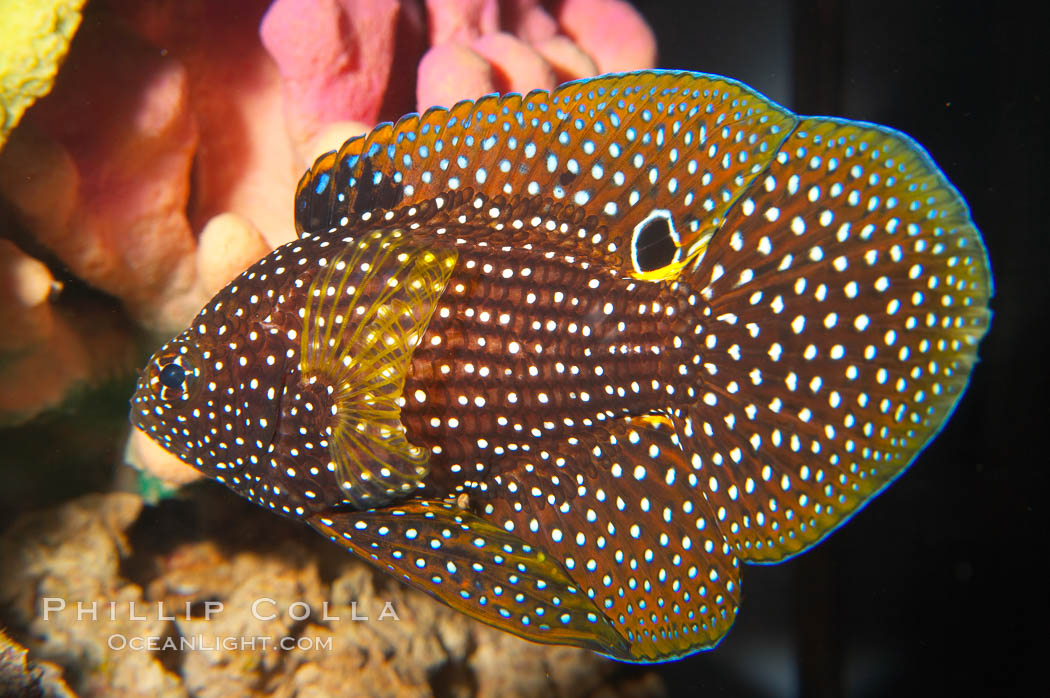 Mimic Roundhead Photos, Stock Photos of Mimic Roundheads, Calloplesiops ...