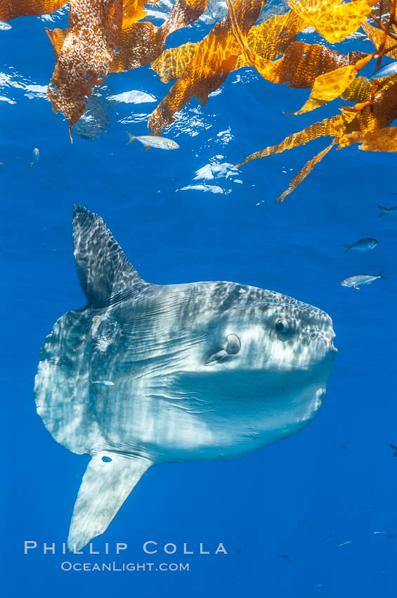 Ocean sunfish, Mola mola, San Diego, California, #10002