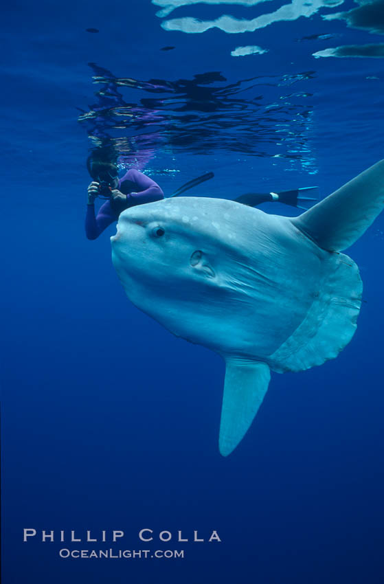 Ocean sunfish with videographer, open ocean, Mola mola, San Diego ...