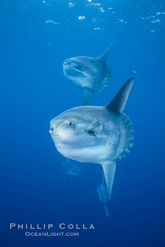 Ocean sunfish schooling, open ocean near San Diego, Mola mola, California