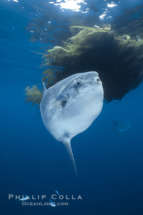 Ocean sunfish, Mola mola, San Diego, California, #03607