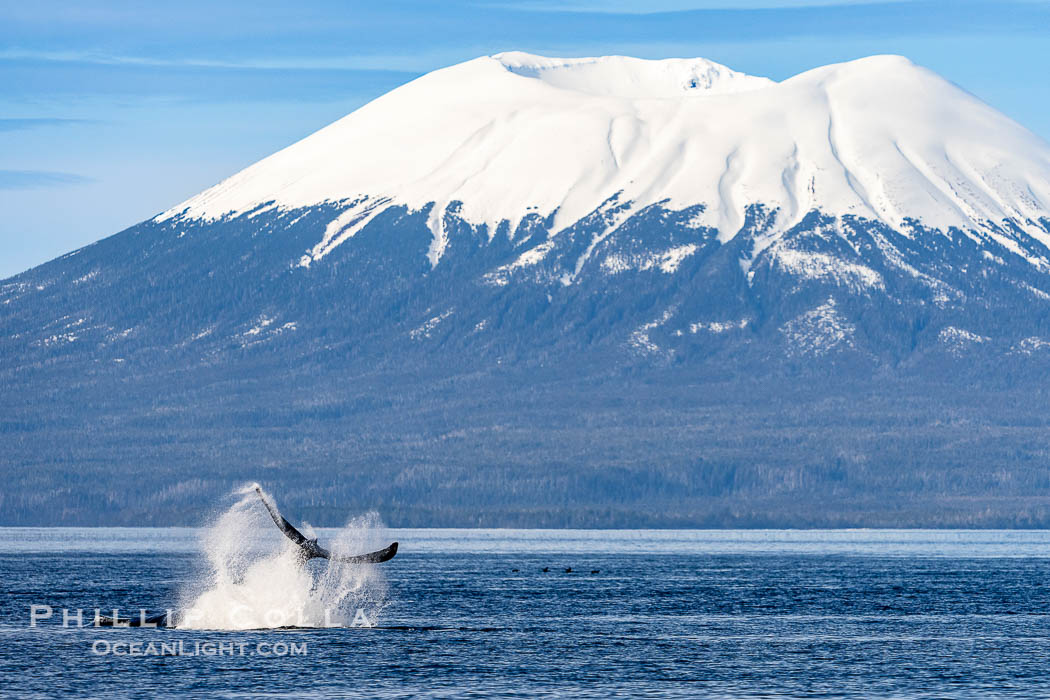 Mount Edgecumbe seen from the Sitka Sound, Megaptera novaeangliae, Alaska