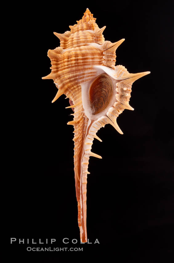 Murex aduncospinosus, #08784, Natural History Photography