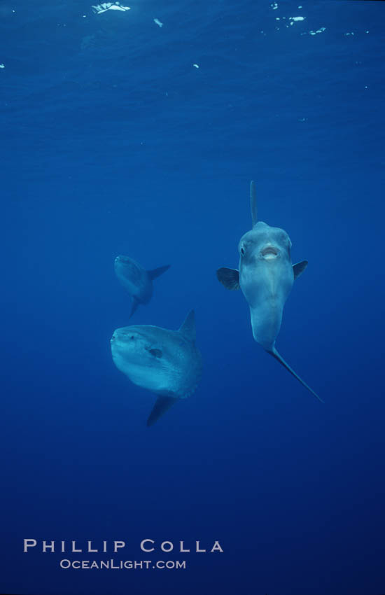 Ocean sunfish schooling, open ocean near San Diego, Mola mola, California