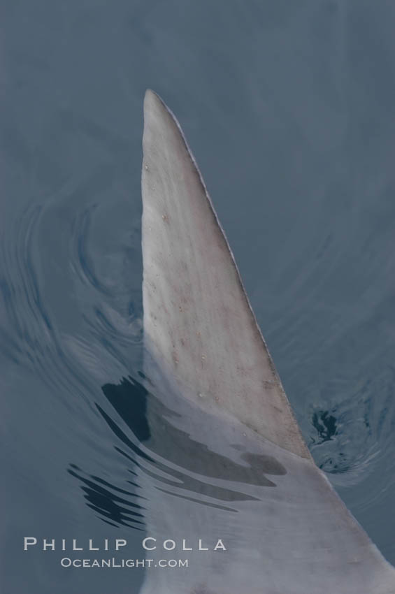 Ocean sunfish, Mola mola, San Diego, California, #07174