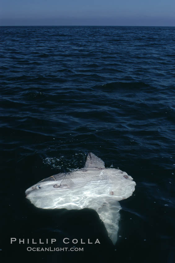 Ocean sunfish basking flat on the ocean surface, Mola mola, San Diego ...