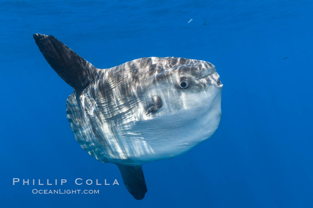 Ocean Sunfish Photo, Stock Photograph of an Ocean Sunfish, Mola mola ...