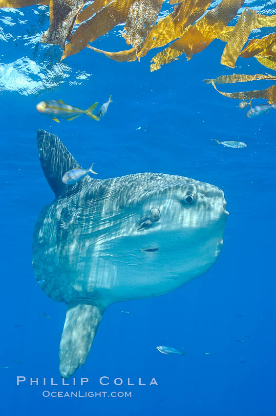 Ocean sunfish, Mola mola, San Diego, California, #10014