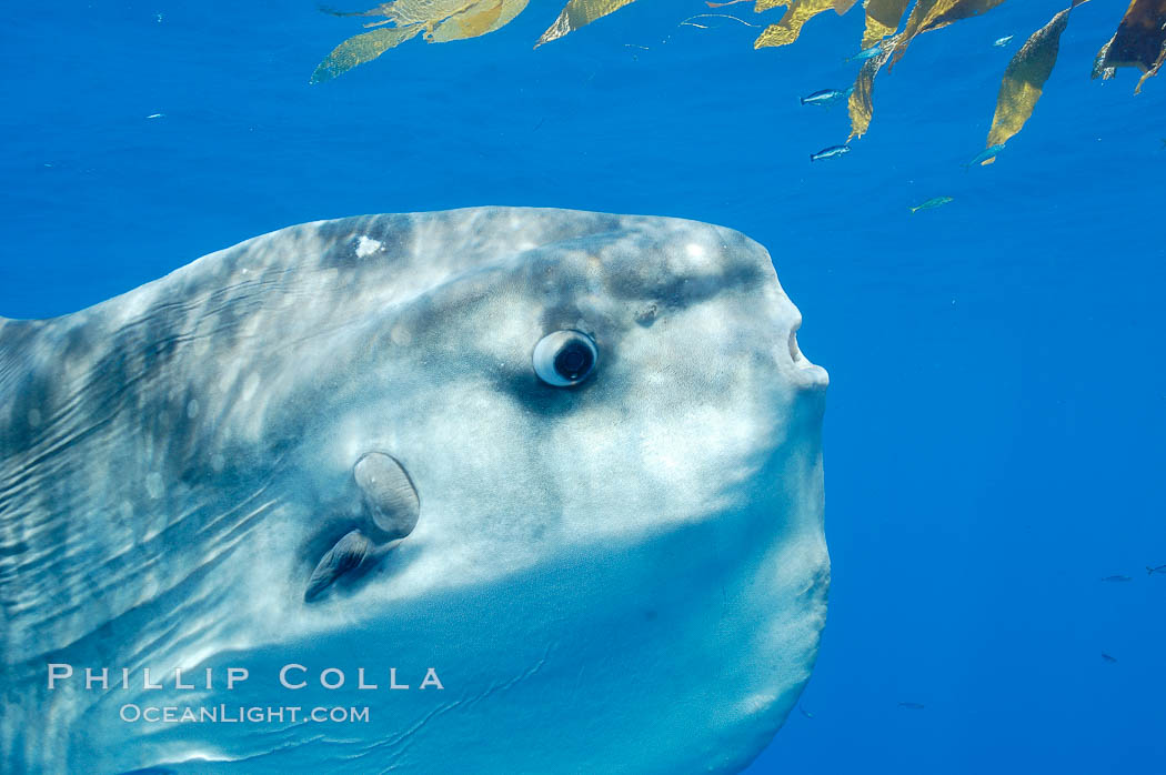 Ocean sunfish, Mola mola, San Diego, California, #10018