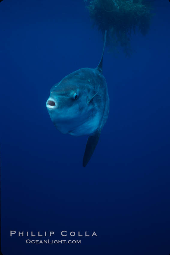 Ocean sunfish, open ocean, Mola mola, San Diego, California, #03166