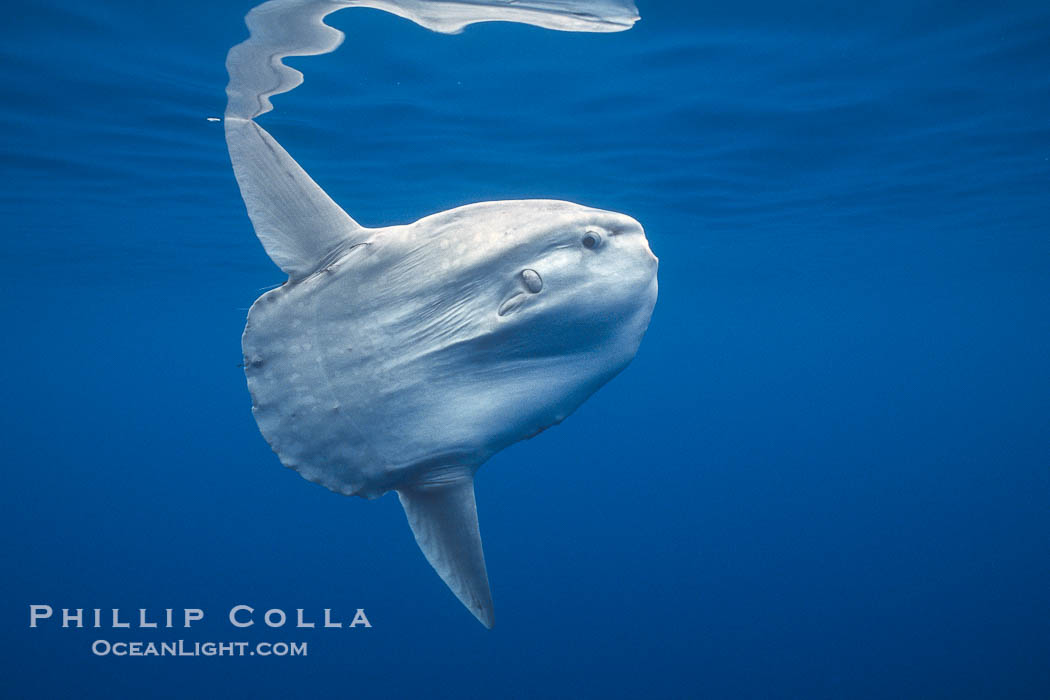 Ocean sunfish, open ocean, Mola mola, San Diego, California, #02896