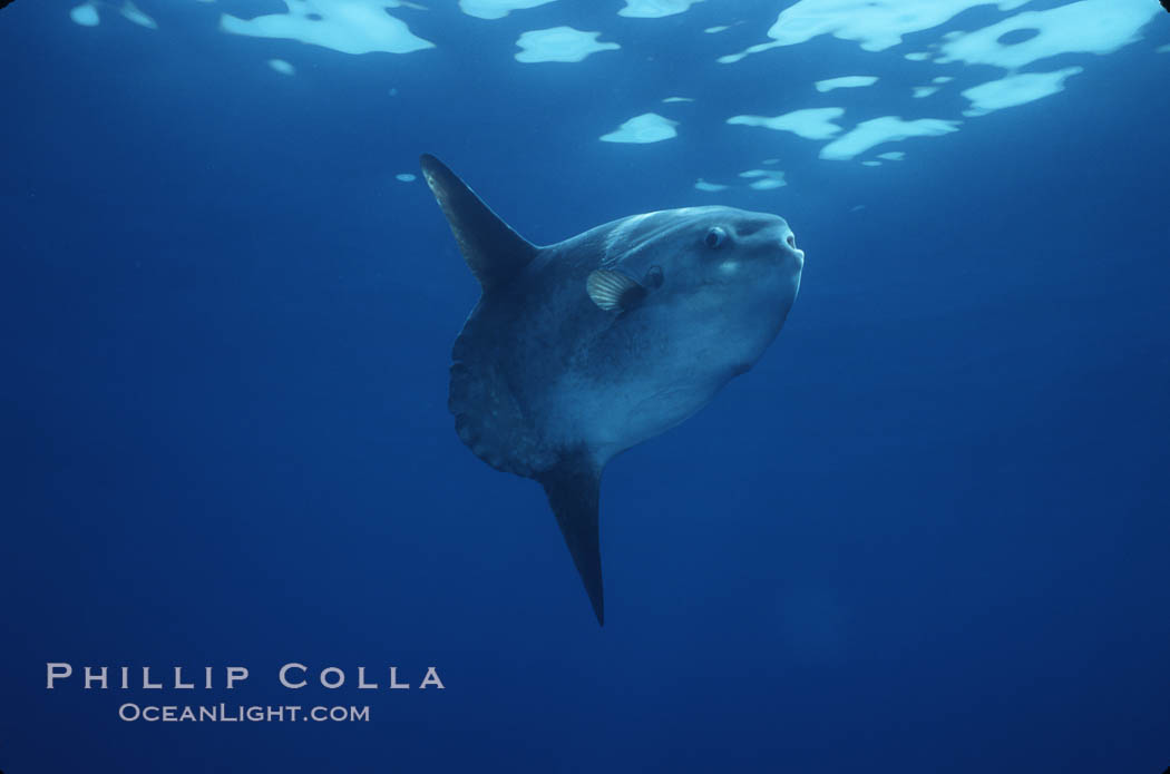 Ocean sunfish, open ocean, Mola mola, San Diego, California, #03164