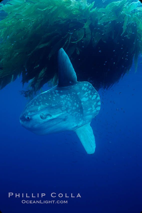 Ocean sunfish, Mola mola, #03264, Natural History Photography