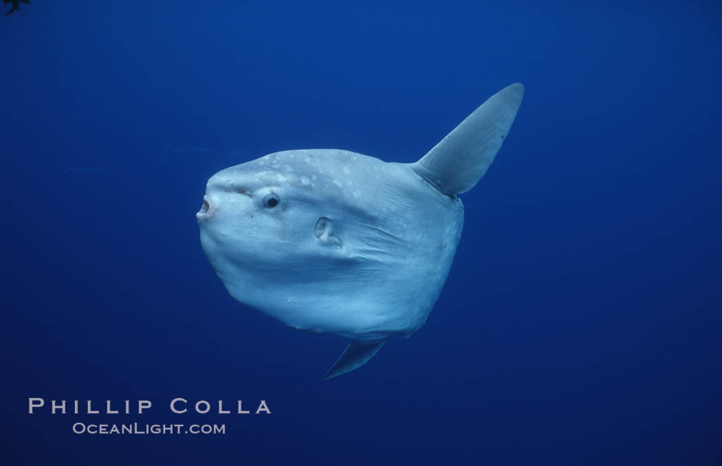 Ocean sunfish, open ocean, Mola mola, San Diego, California, #02891