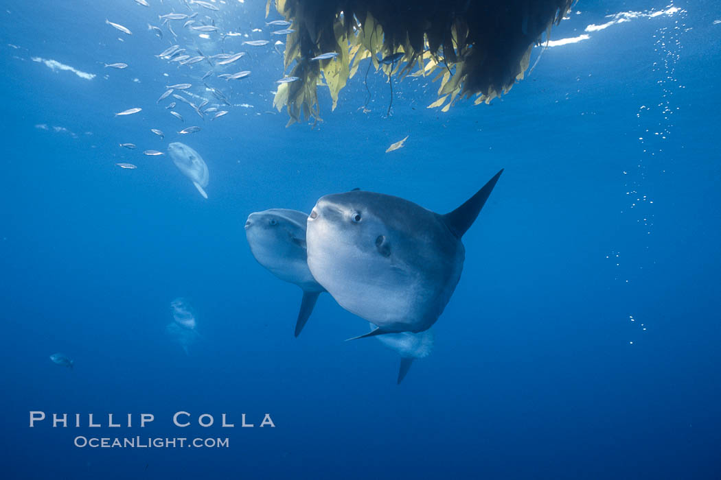 Ocean sunfish, open ocean near San Diego, Mola mola, California