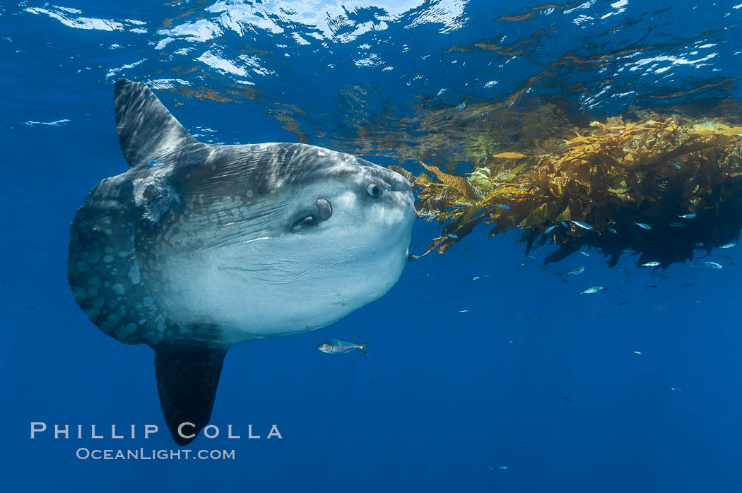 Ocean sunfish, Mola mola, San Diego, California, #10016