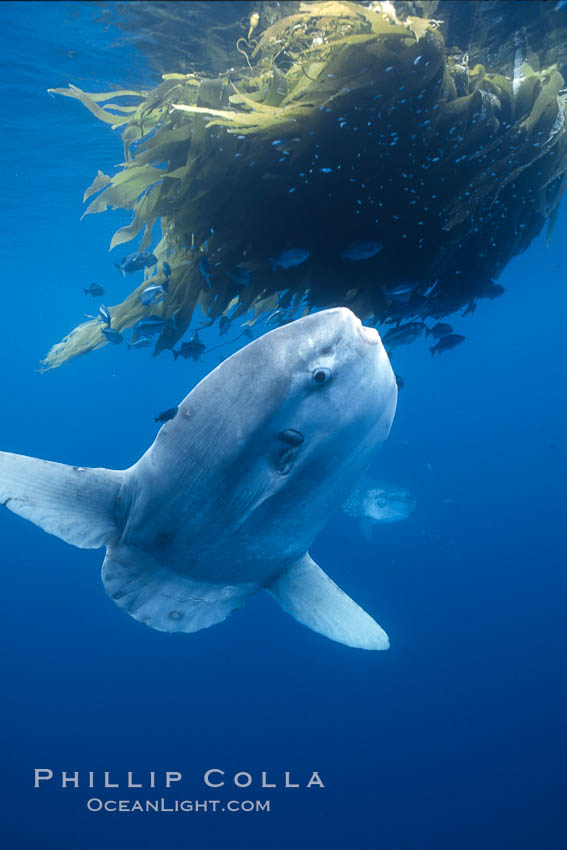 Ocean sunfish, Mola mola, San Diego, California, #03571